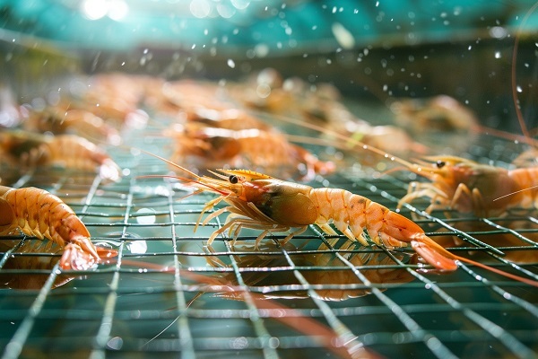 Dakh Biotech - Advanced Solutions for Sustainable Shrimp Farming